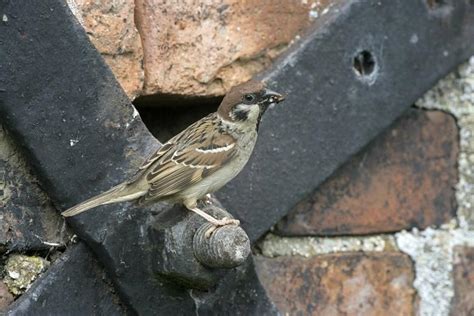Nature Notes Tree Sparrows