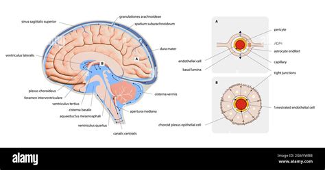Diagram Illustrating Cerebrospinal Fluid CSF In The Brain Central Nervous System Brain