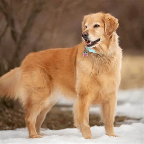 How To Care For Your Golden Retrievers Coat Brushing Bathing And More