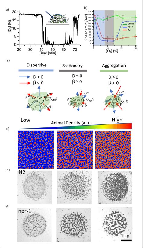 Oxygen Sensitivity And The Dynamics Of Pattern Formation A Download Scientific Diagram