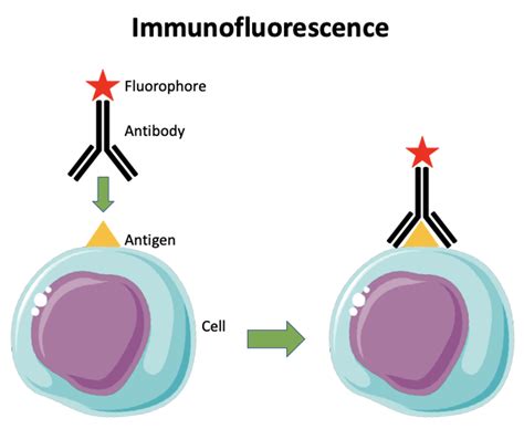 Nc Dna Day Technique Tuesday Immunofluorescence