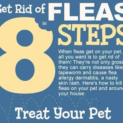 Get Rid Of Fleas In Steps Infographic PetCareRx Get Rid Of Fleas In Steps Infographic PetCareRx
