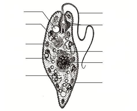 Diagramme De Euglene Quizlet