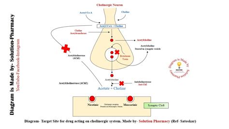 Acetylcholine Receptors Nicotinic Muscarinic