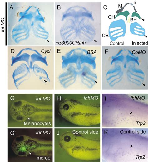 Ihh Participates In The Formation Of Neural Crest Derivatives A F Download Scientific