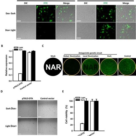 Stringent Control Of Toxin Dta Expression By The Antagonistic Download Scientific Diagram