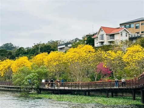 3月風鈴木盛開新竹3大賞花秘境快收藏 金黃花海美翻天