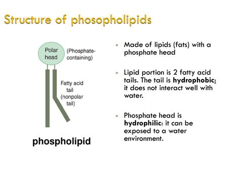 The Plasma Membrane Unit Homeostasis Ppt Download