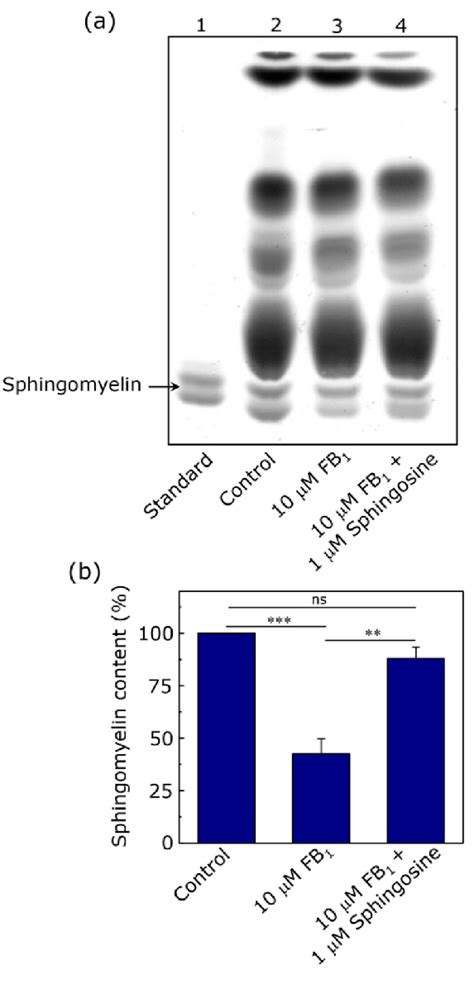 Estimation Of Sphingomyelin Content In Cell Membrane Following Fb 1 Download Scientific Diagram