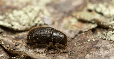 Bark Beetle Strobert Tree Services