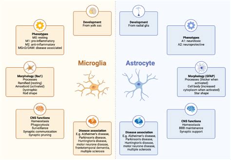 Astrocyte Vs Microglia Biorender Science Templates