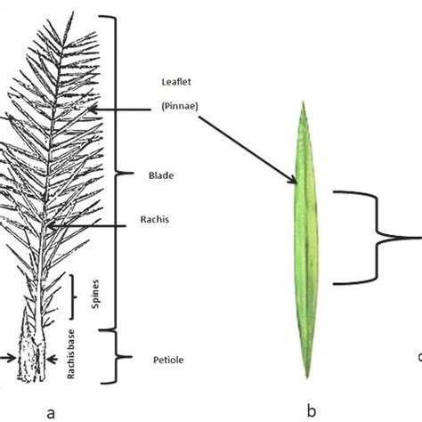 Typical Structure Of Cross Section To Date Palm Leaflet Photo By