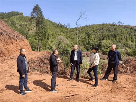 福建省林业局服务基层工作组深入三明开展松林改造提升专题指导服务工作 问题