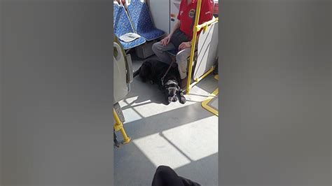 Собачка поводырь любит хозяина Youtube