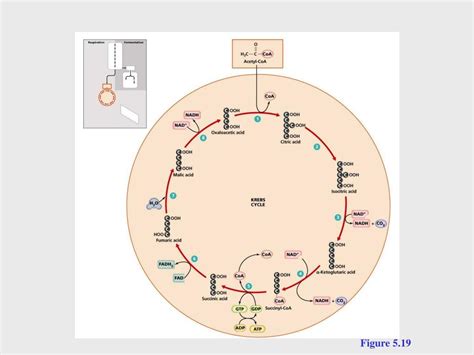 Ppt Microbiology Powerpoint Presentation Free Download Id 1108498