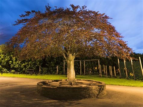 The Ding Dong Tree Tree Of The Year