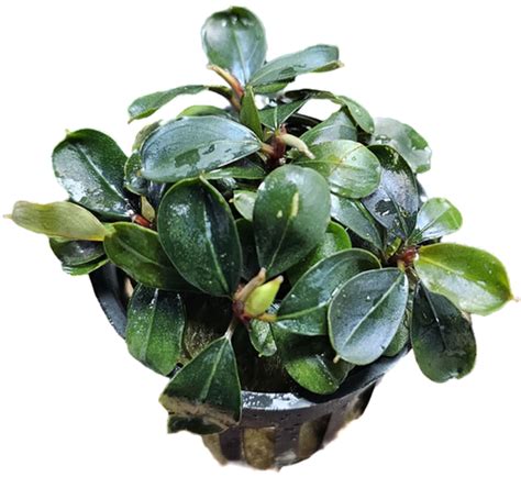 Bucephalandra Sp ‘batang Kawa Rtg Saturn Shrimp