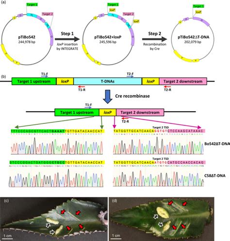 Crispr Rna‐guided Integrase Enables High‐efficiency Targeted Genome Engineering In Agrobacterium