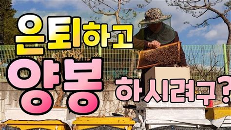 은퇴 후 양봉 양봉터 구하기이상기온으로 아카시아 꿀 생산 저조벌의 선물 꿀 화분 프로폴리스신기한 벌침양봉의 적절한 시작