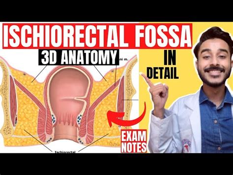 Ischiorectal Fossa 3d