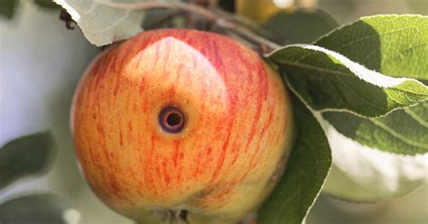 How To Control Common Fruit Tree Pests Ifas Helping To Grow Blog