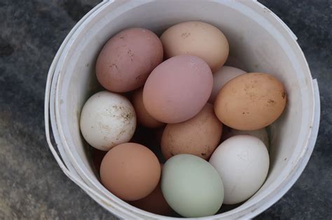 Salmon Faverolle Chicken Egg Color Color Does Your Chicken Lay