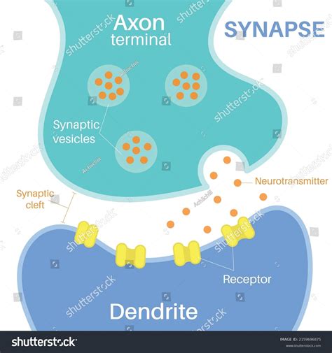 Synapse Structure That Permits Neuron เวกเตอร์สต็อก ปลอดค่าลิขสิทธิ์ Synapse Structure That Permits Neuron เวกเตอร์สต็อก ปลอดค่าลิขสิทธิ์