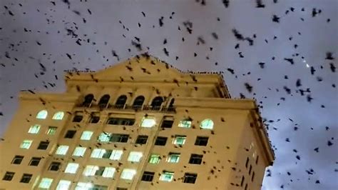 Dark Cloud Of Countless Birds Circling Causes Fear Of Disaster