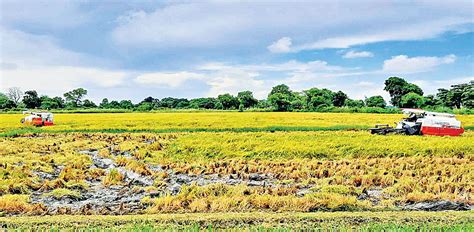 ပွင့်ဖြူမြို့နယ်၌ မဲဇလီရေလွှဲဆည်ရေဖြင့် စိုက်ပျိုးသည့် မိုးစပါးဧက ၃၀၀၀၀