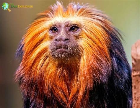 Golden Headed Lion Tamarin Characteristics Leontopithecus Chrysomelas