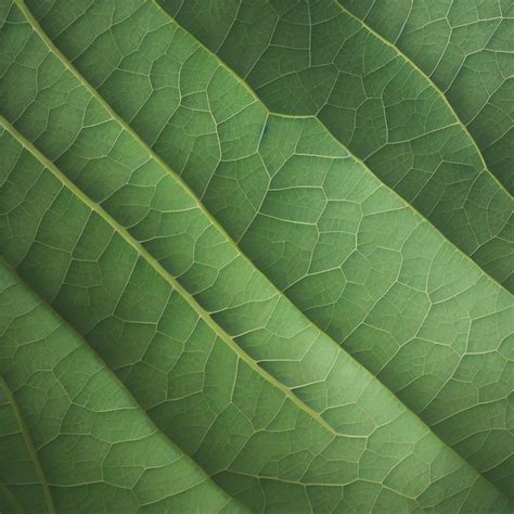 Premium Photo Leaf Texture