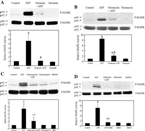 [pdf] Atp Activates The Plc Pkc Erk Signaling Pathway Through The P 2 Y 2 Purinergic