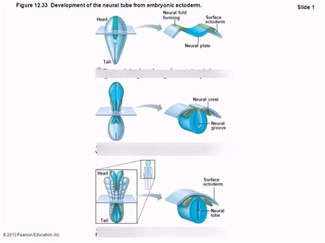 ECTO ENDO MESODERM Diagram Quizlet