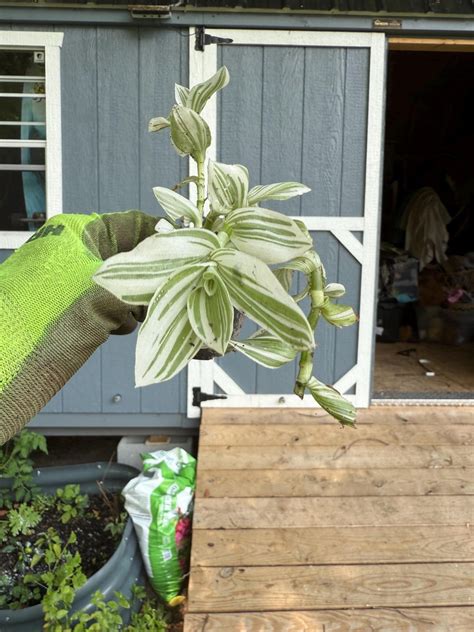 Variegated Tradescantia Wandering Jew Dude Pistachio Trailing Vining