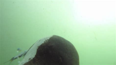 Predation Detector Roboflow Universe