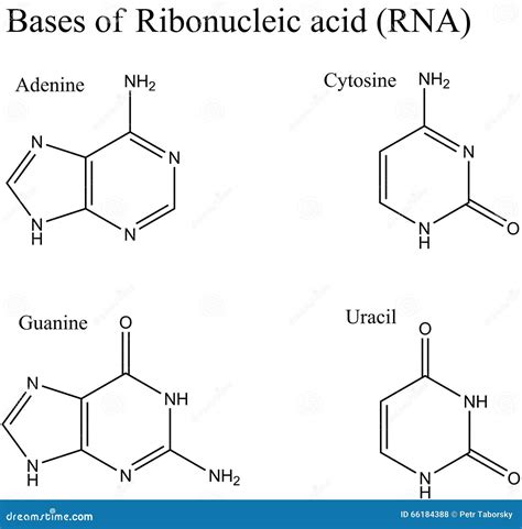 Structure Of Rna Nucleobases Stock Illustration Illustration Of