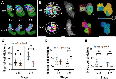A Digital 3d Reference Atlas Reveals Cellular Growth Patterns Shaping