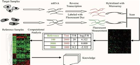Basic Procedure Of Cdna Microarray Technology 68 Fluorescently