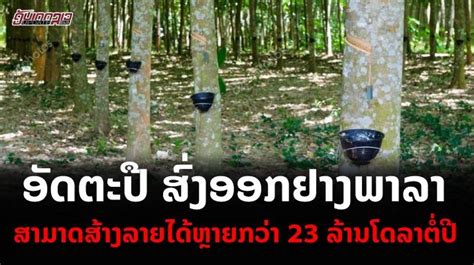 ອັດຕະປື ສົ່ງອອກຢາງພາລາ ສາມາດສ້າງລາຍໄດ້ຫຼາຍກວ່າ 23 ລ້ານໂດລາຕໍ່ປີ Updatelaos