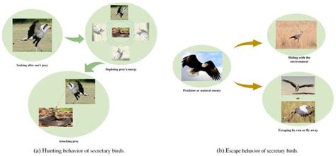 Multi Strategy Enhanced Secret Bird Optimization Algorithm For Solving