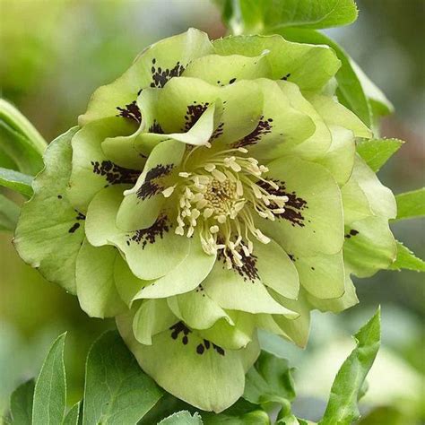 Gradinamax Bg 🌺 ️ Многогодишно растение изпод снега Facebook