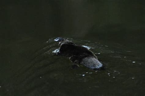 Platypus Returns To Australias Oldest National Park For First Time In
