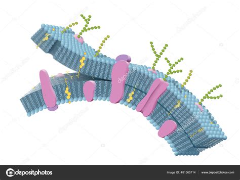 Plasma Membrane Cholesterol