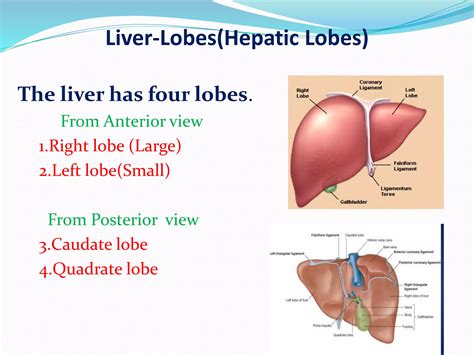 Structure And Functions Of Liver Ppt