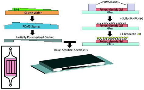 Engineering Hydrogels For Modulation Of Dendritic Cell Function