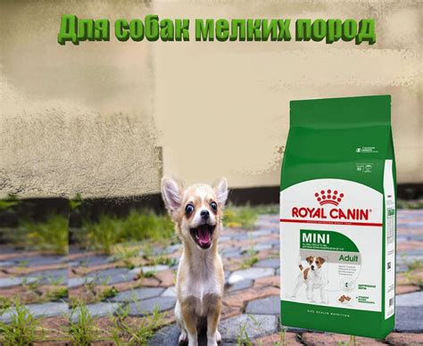 ROYAL CANIN MINI ADULT для взрослых собак маленьких пород 0,8 кг ...