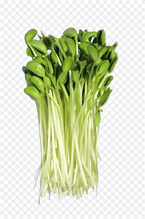 Png Png