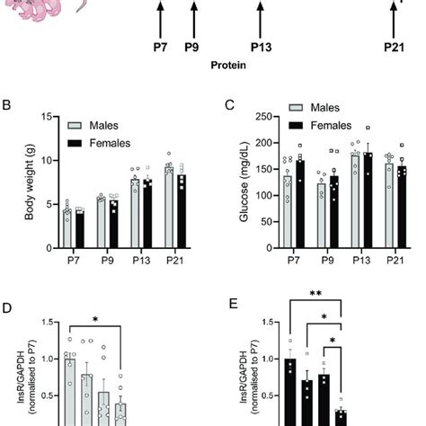 Physiological Characteristics Across Development And Insulin Receptor Download Scientific