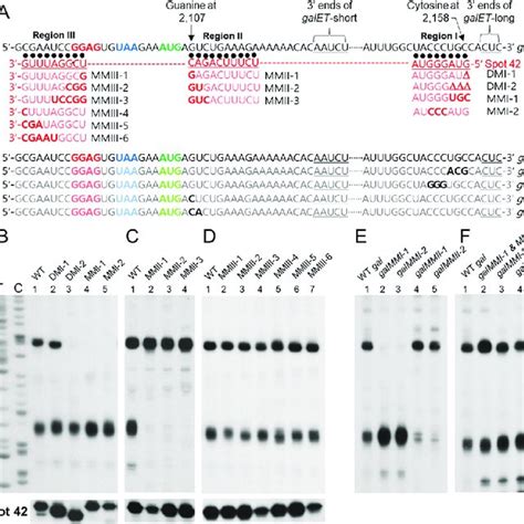 Rho Dependent Transcription Termination In Vitro Assayed In A Cell Free Download Scientific