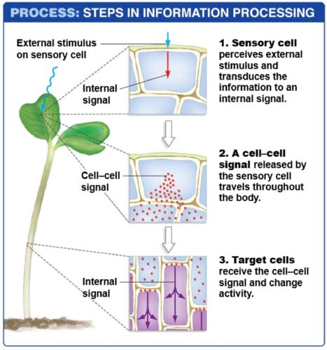 plant sensory signals systems and responses midterm 2 flashcards quizlet